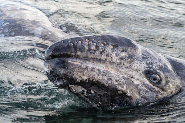 Baby gray whale head out of water, Magdalena Bay - Stock Photo - Dissolve