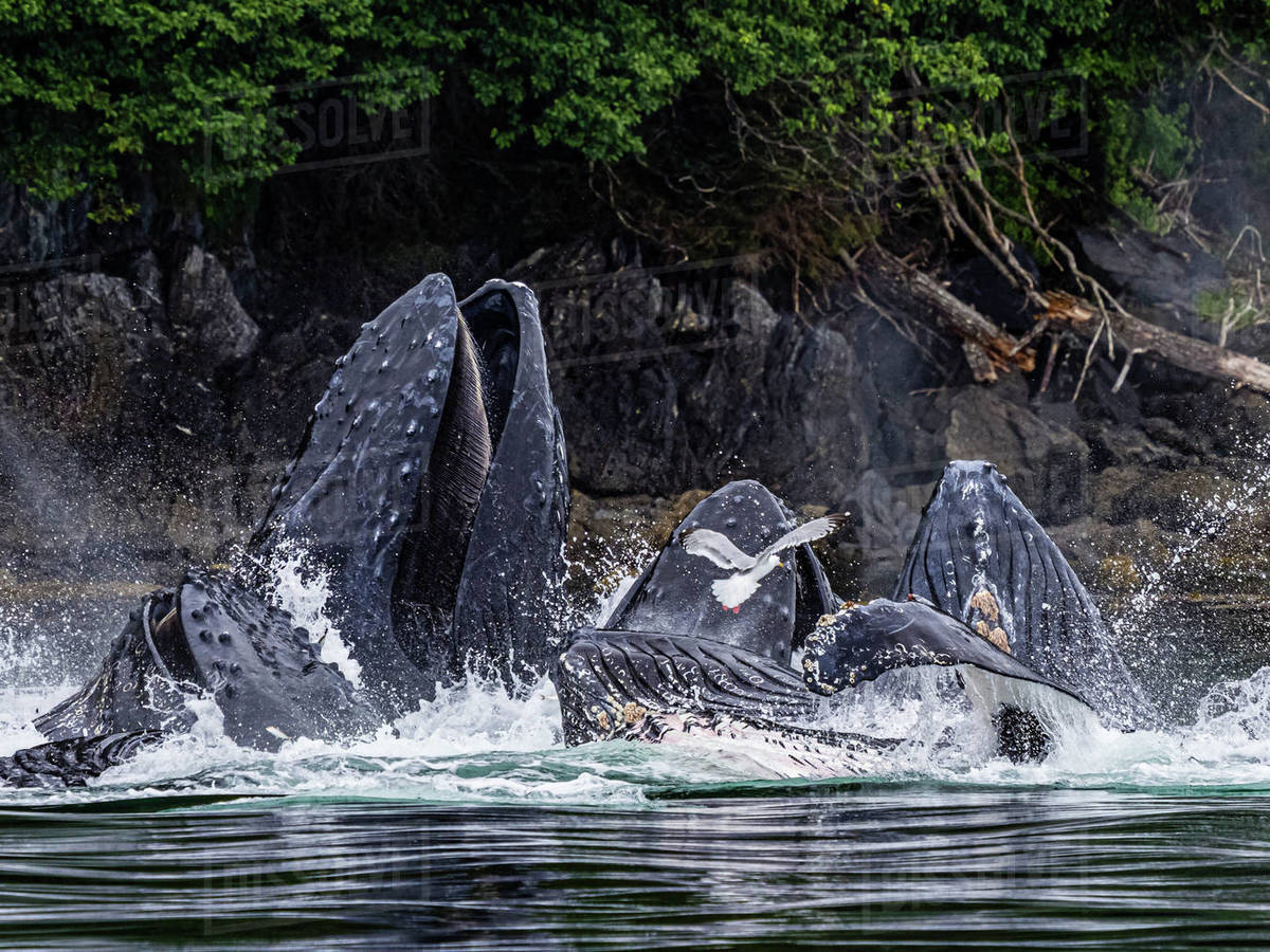 Open mouths, Feeding Humpback Whales (Megaptera novaeangliae) in ...