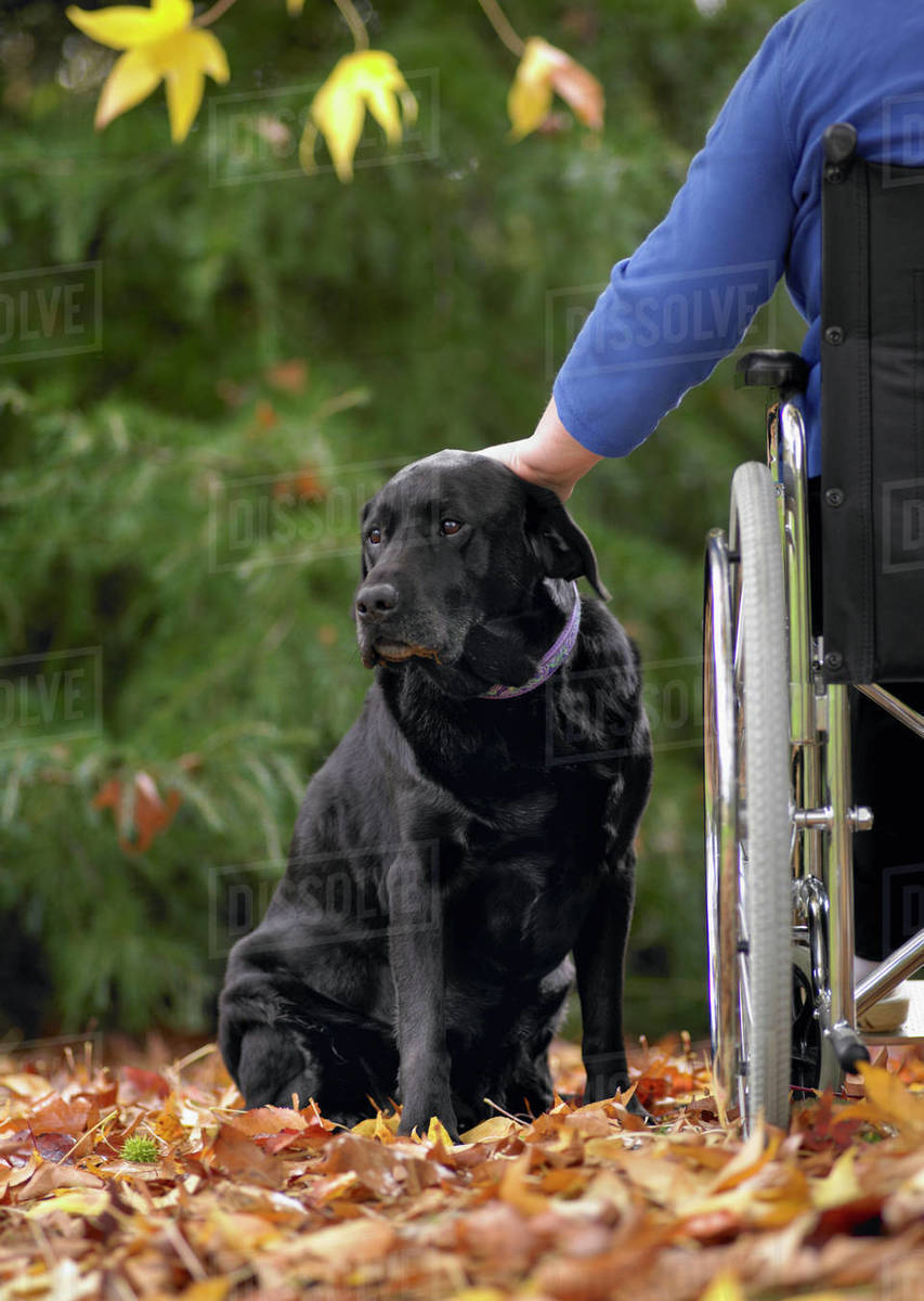 Back view of woman in a wheelchair patting old black labrador dog ...
