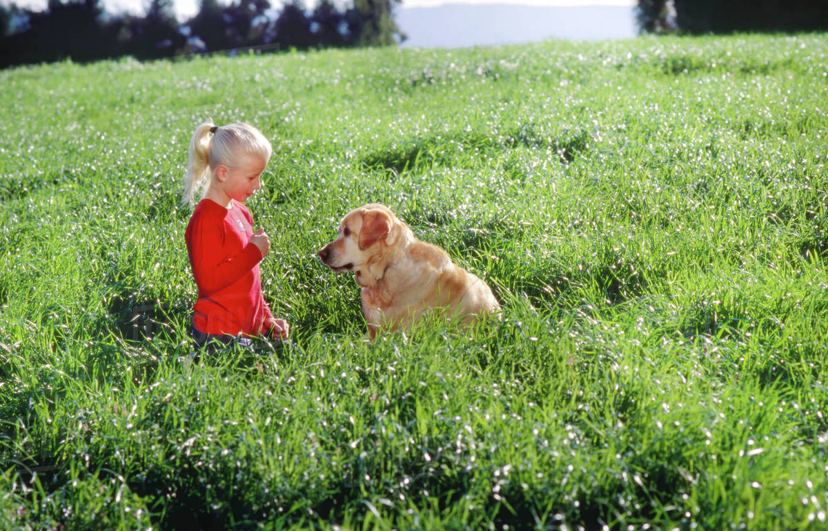 Young girl sitting in green pasture with golden labrador dog - Stock ...