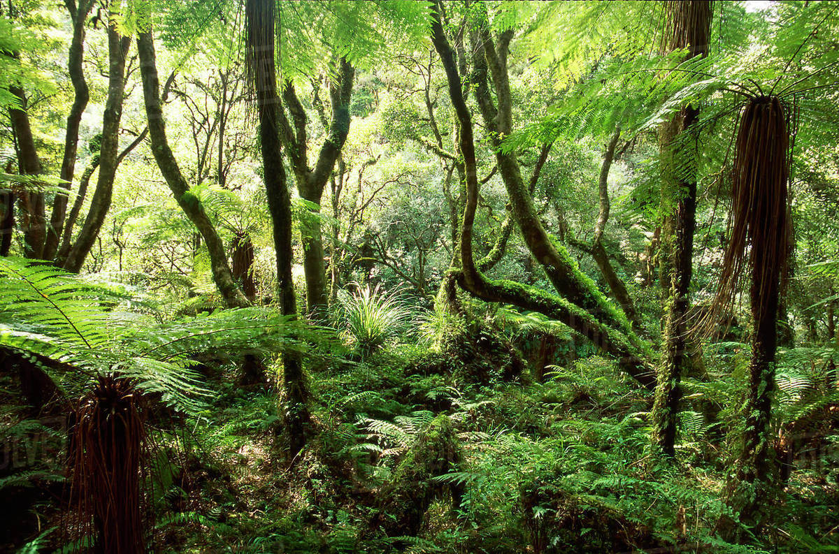 Native New Zealand forest - Royalty-free Stock Photo | Dissolve