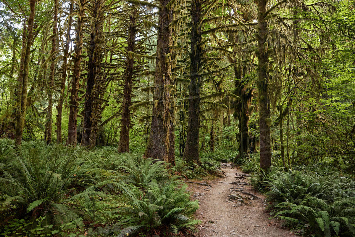 Hikers POV on a trail with lush green ferns in the Hoh Rain Forest ...