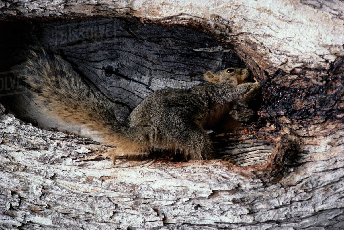 Fox Squirrel - Stock Photo - Dissolve
