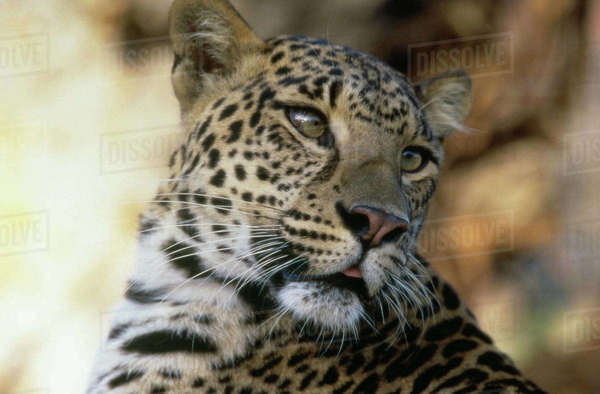 Close-up of a leopard - Royalty-free Stock Photo | Dissolve
