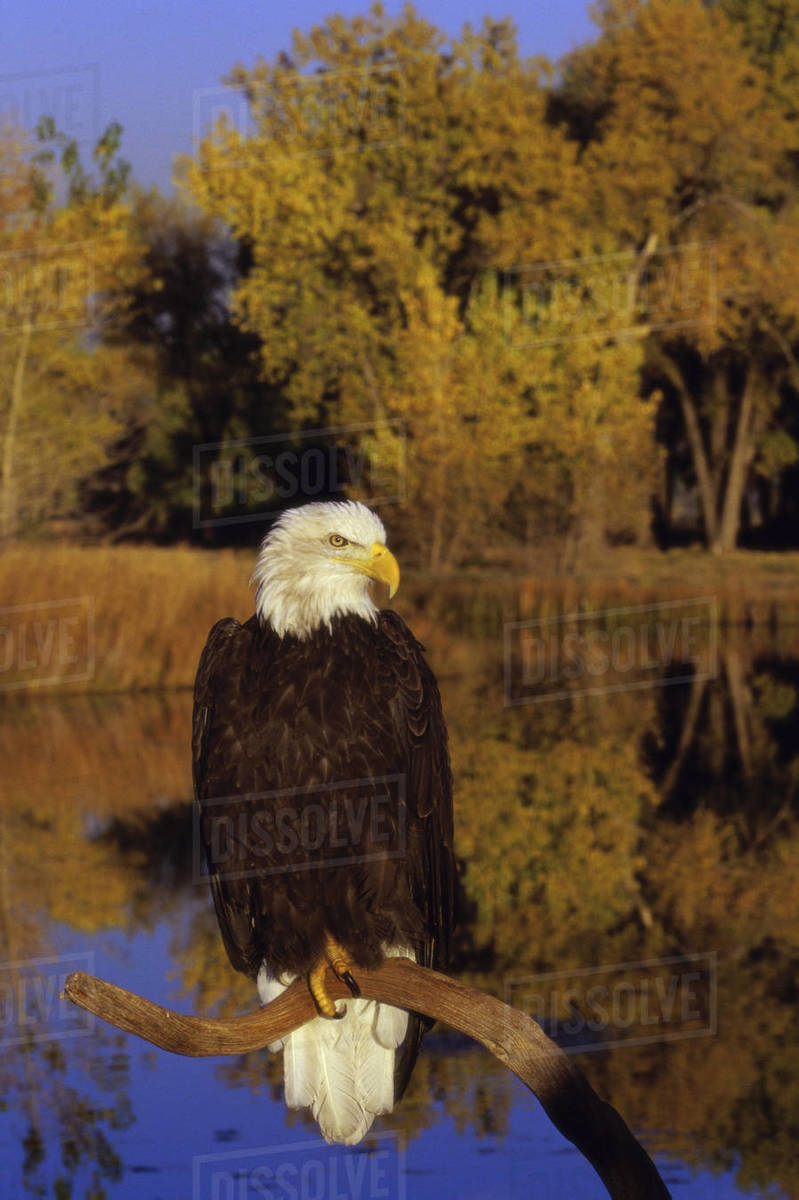 Bald Eagle perched on a tree branch - Royalty-free Stock Photo | Dissolve