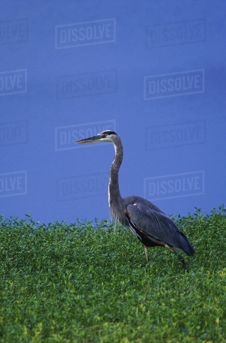 Great Blue Heron standing on grass - Stock Photo - Dissolve