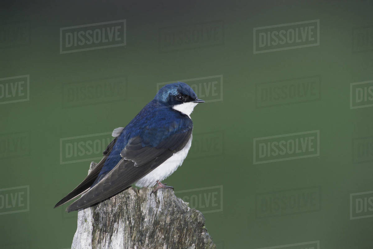 Male Tree Swallow on a tree stump - Royalty-free Stock Photo | Dissolve