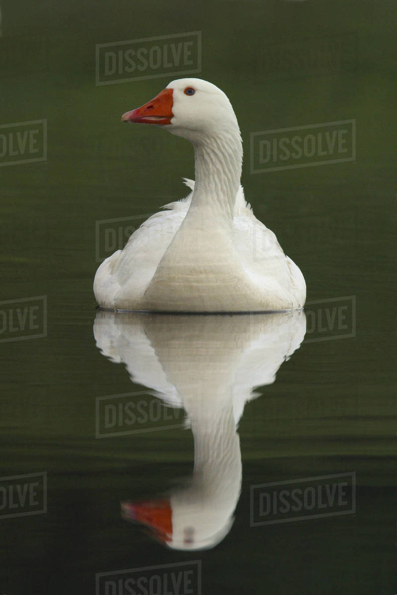 Close-up of a Snow Goose swimming in water - Royalty-free Stock Photo ...