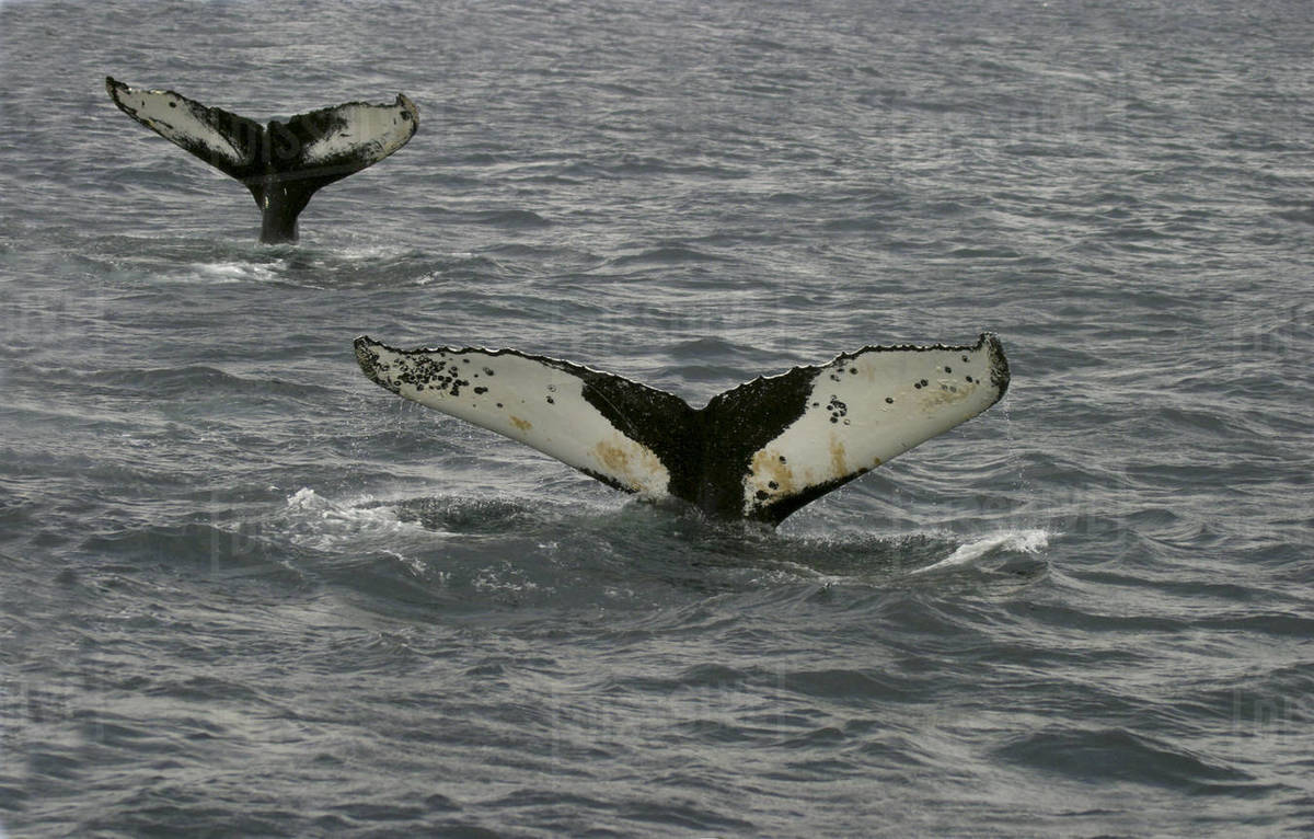 Tail fins of two Humpback whales (Megaptera novaeangliae) - Royalty ...