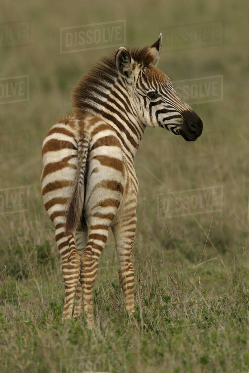 Rear view of a zebra foal - Royalty-free Stock Photo | Dissolve