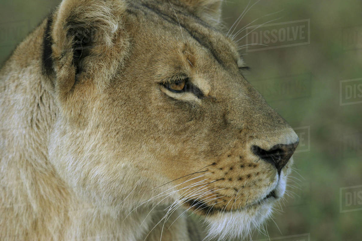 Close-up of the face of a lioness - Royalty-free Stock Photo | Dissolve