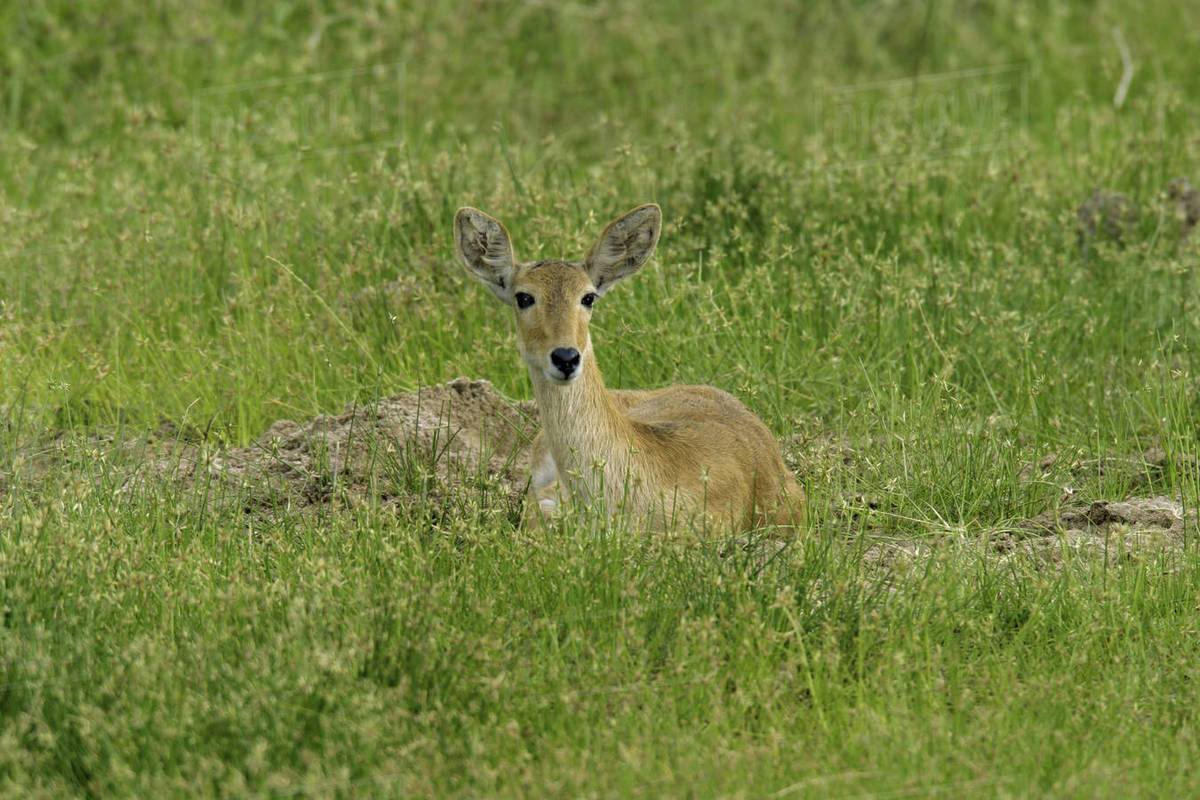Female Bohor Reedbuck lying in a grassy field - Royalty-free Stock ...