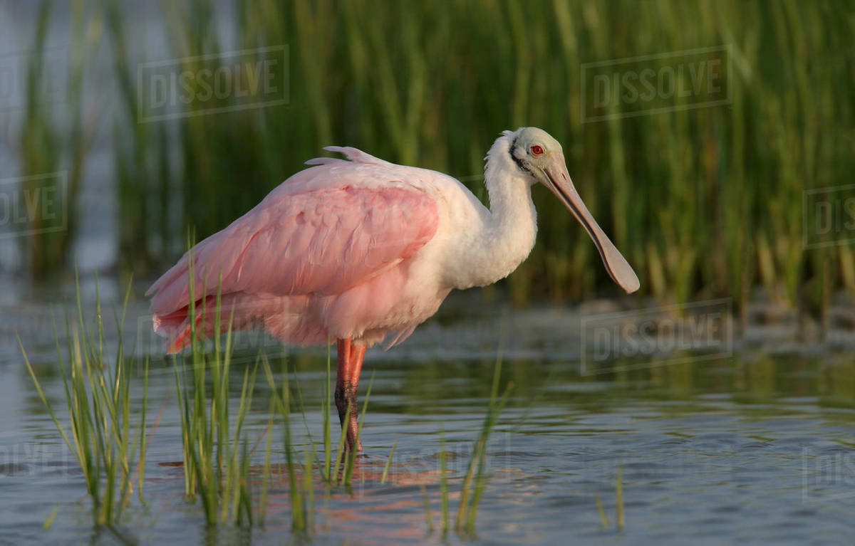 Roseate Spoonbill in water - Royalty-free Stock Photo | Dissolve