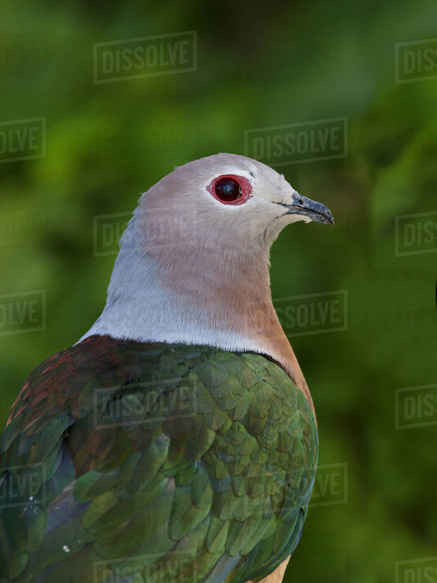 Close-up of a Purple-tailed Imperial Pigeon - Royalty-free Stock Photo ...