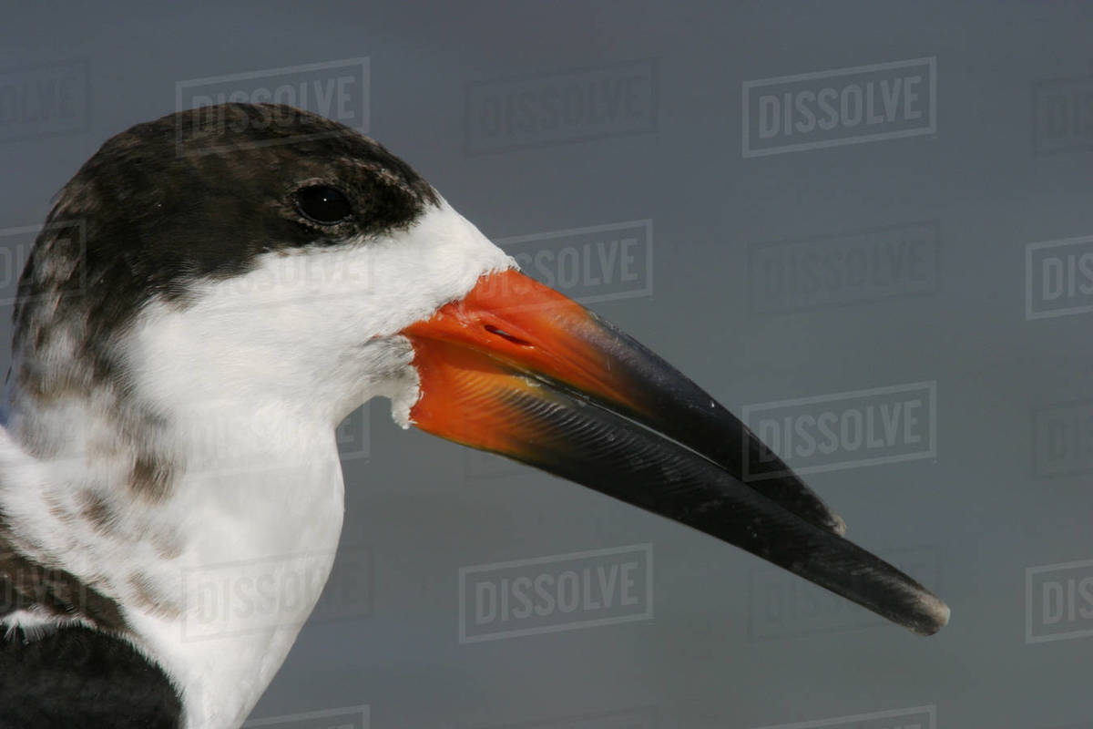 Close-up of a Black Skimmer (Rynchops niger) - Stock Photo - Dissolve