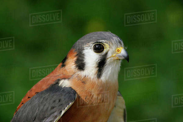 Close-up of a kestrel - Royalty-free Stock Photo | Dissolve