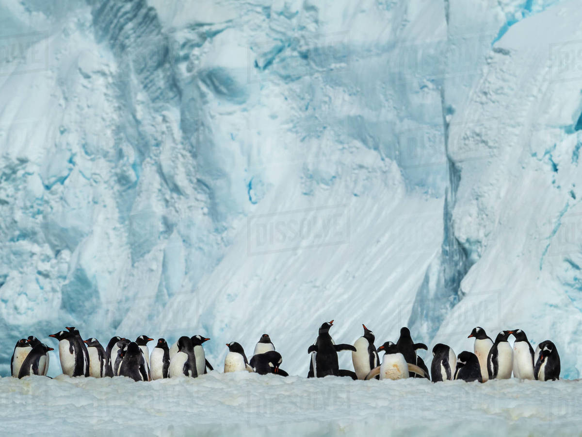 Gentoo Penguins (Pygoscelis papua) on ice in Paradise Harbor ...