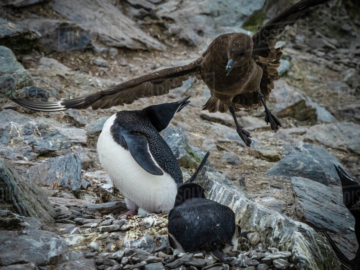 Chinstrap Penguins (Pygoscelis antarcticus) defending nest from South ...