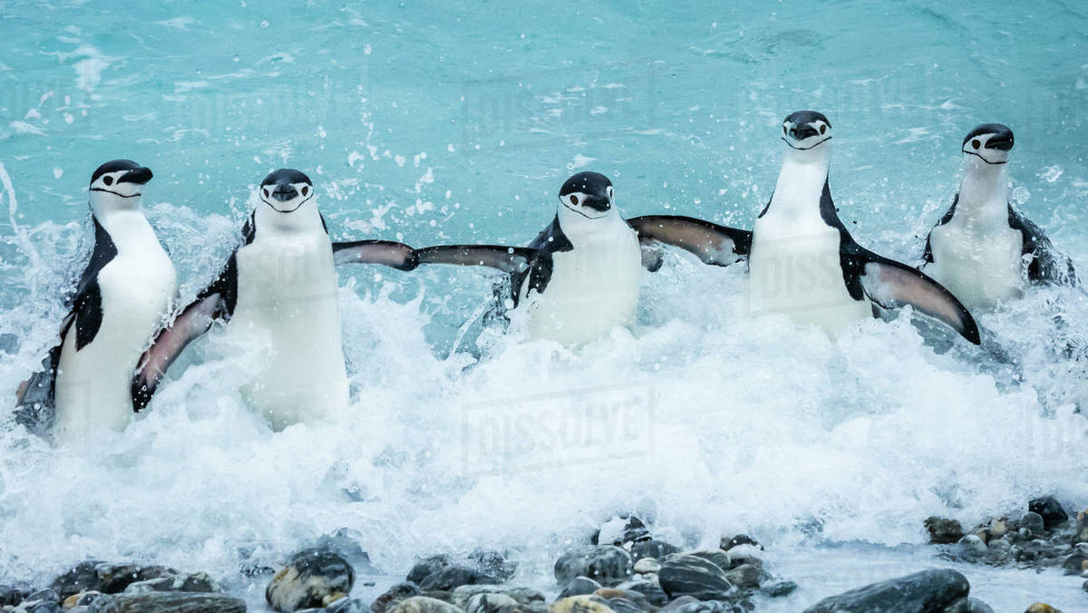 Chinstrap Penguins (Pygoscelis antarcticus) splashing through the surf ...