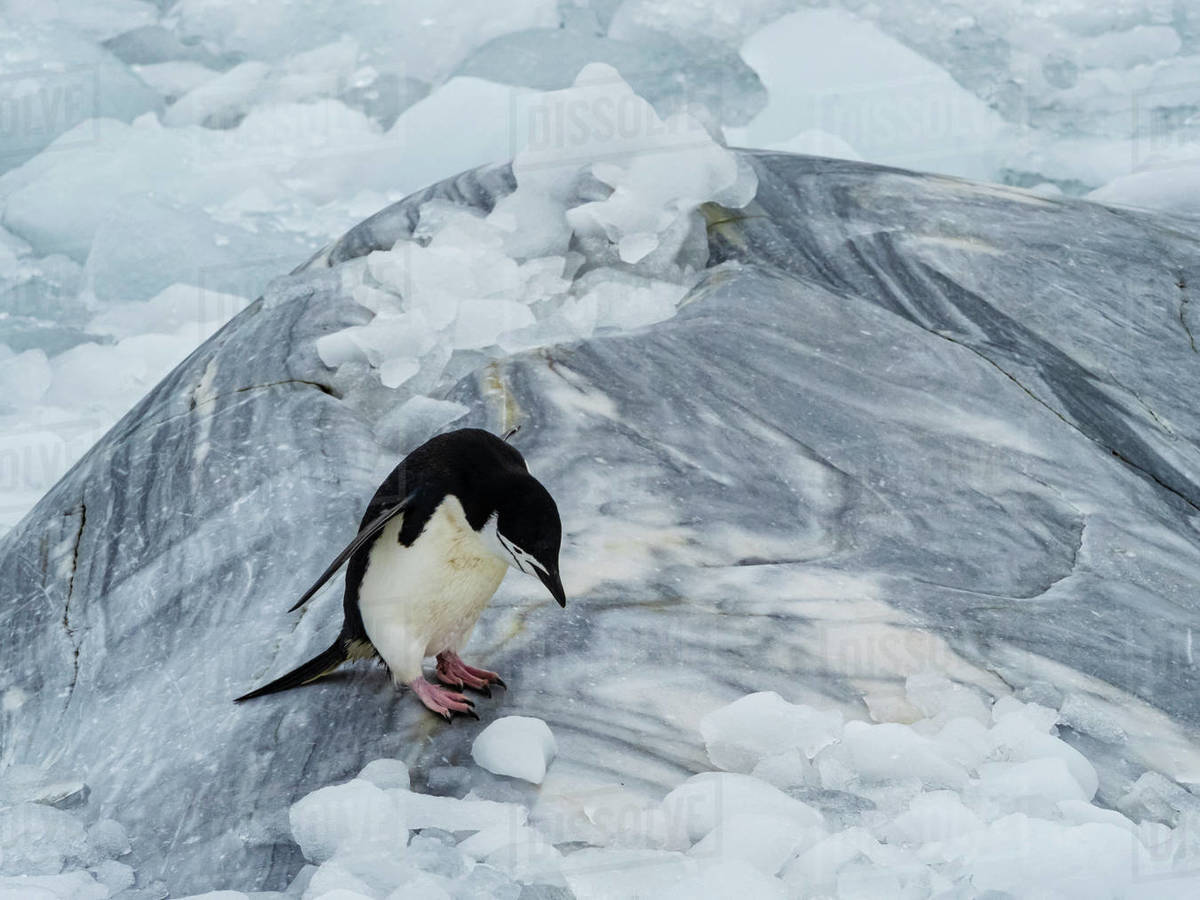 Chinstrap Penguin (Pygoscelis antarcticus) comong ashore, South Orkney ...