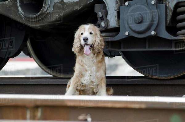 Stray Dog Below a Train Wagon in Switzerland. - Royalty-free Stock ...