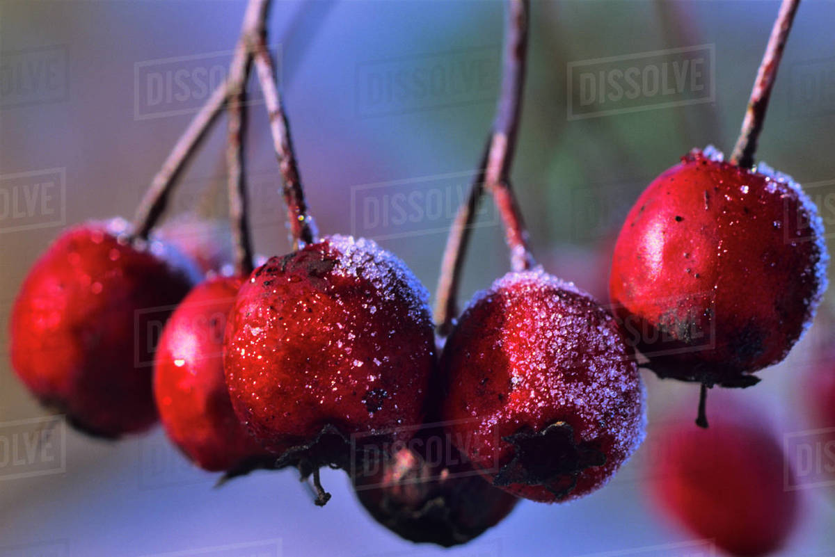 Canada, British Columbia, Vancouver Island, close-up of berries ...