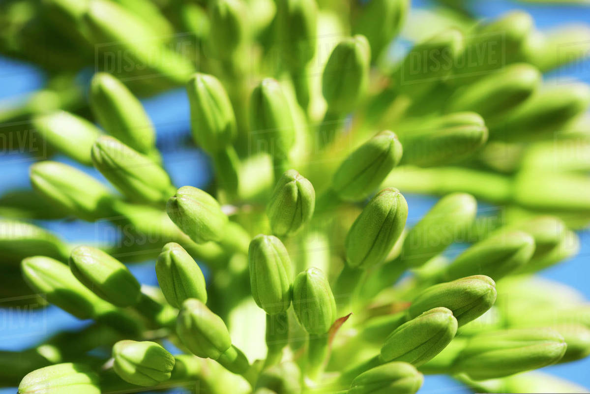 Close up of agave flower stem against blue sky - Royalty-free Stock ...