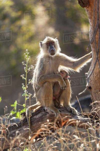 Female Vervet Monkey (Chlorocebus pygerythrus) with its young sitting ...