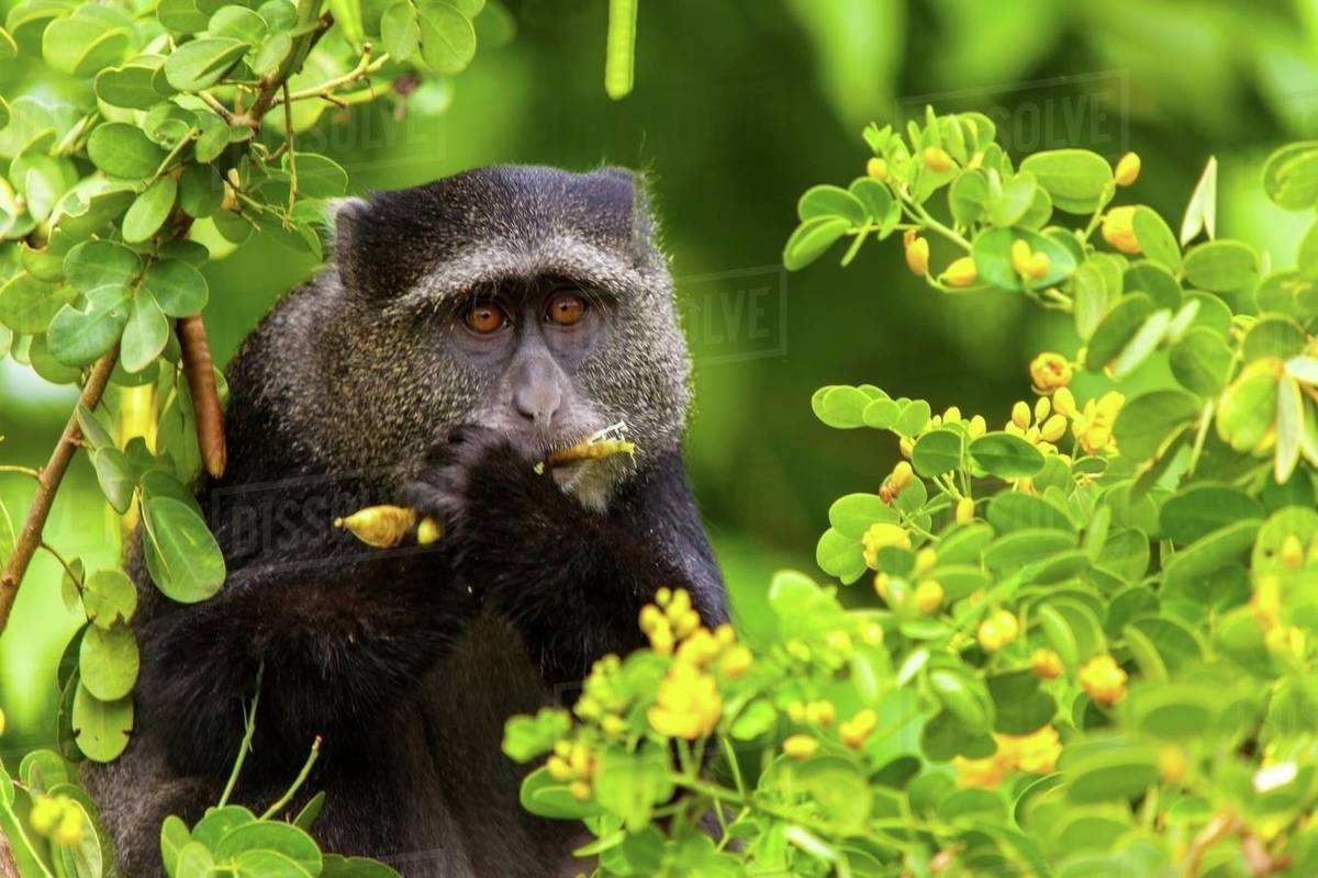 Monkey feeding on seed, Serengeti National Park, Tanzania - Royalty ...