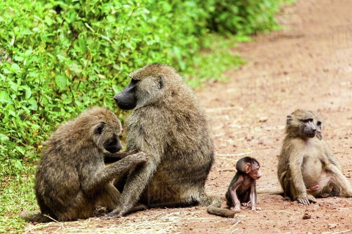 Baboon family playing and grooming in a forest, Serengeti National Park ...