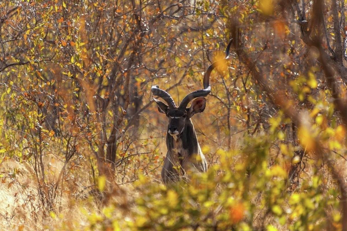 Greater kudu (Tragelaphus strepsiceros) in a forest - Royalty-free ...