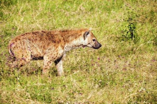Spotted hyena (Crocuta crocuta) walking in a forest, Serengeti National ...