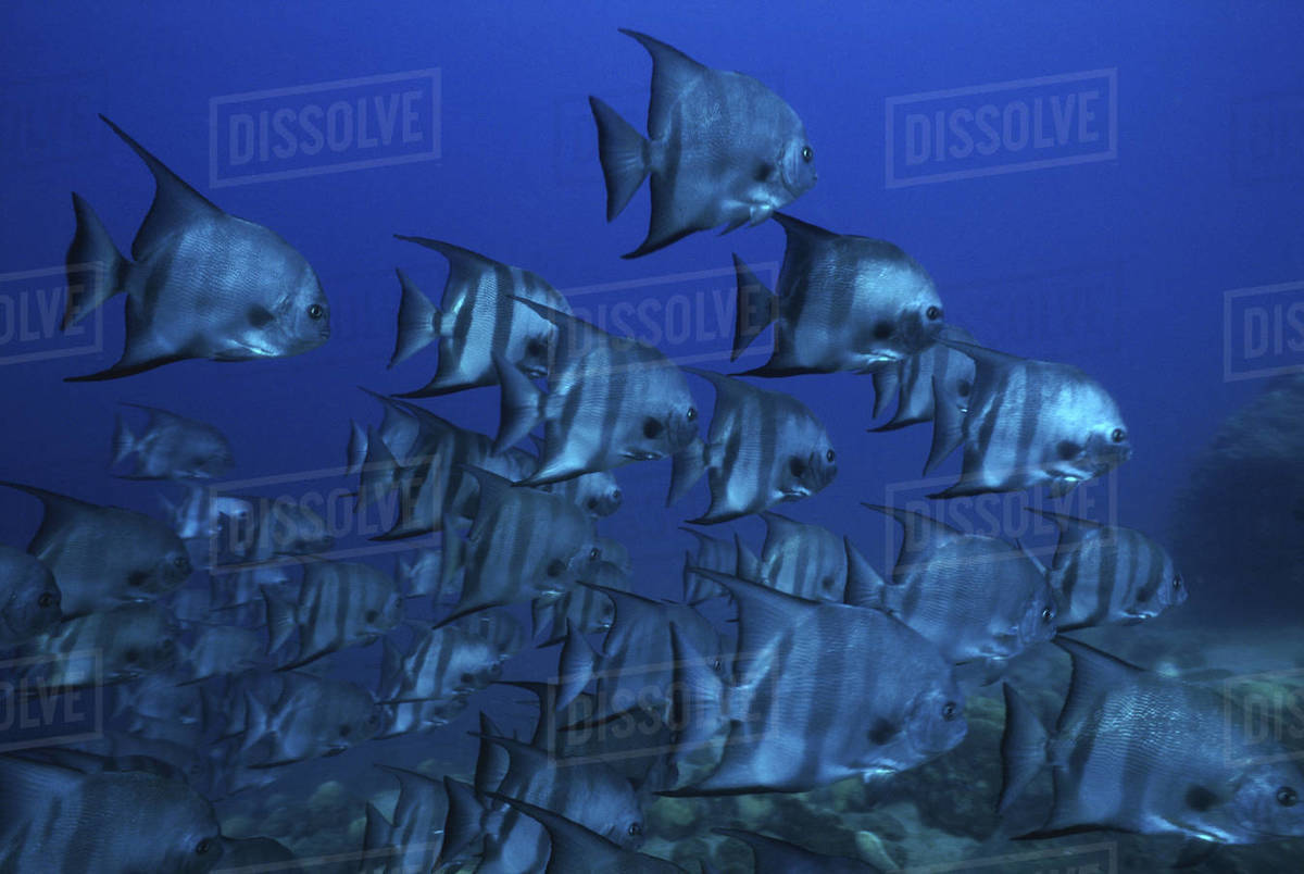 School of spadefish in the sea - Stock Photo - Dissolve