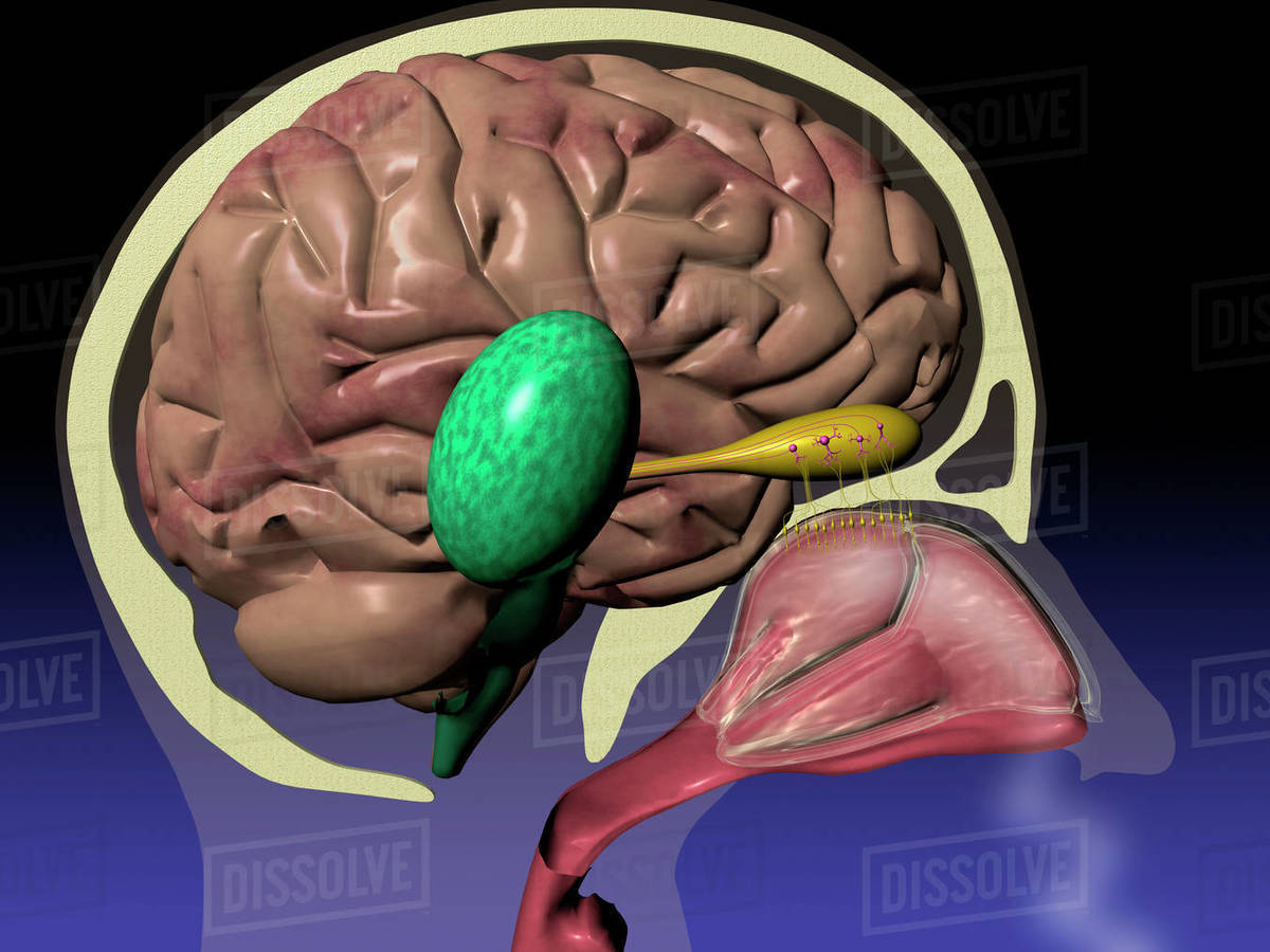 View of the human nasal passage, skull, brain, olfactory bulb, and the ...