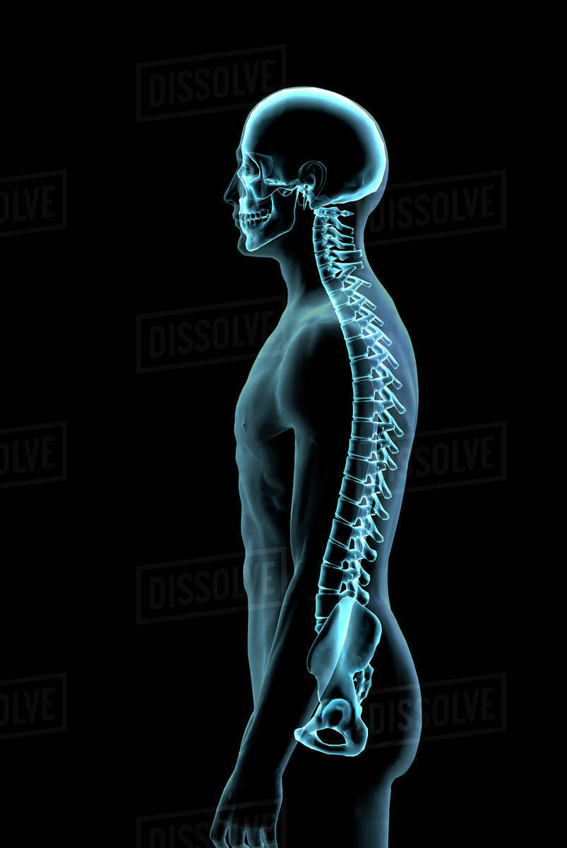 Male spine side view in blue X-ray 3, Digitally Generated Image by Hank ...