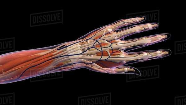 Female hand and wrist anatomy, back, posterior view, Xray outlined skin ...