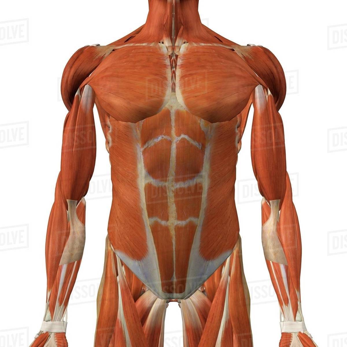 Male chest and abdominal muscles, detailed anatomy, full color 3D ...