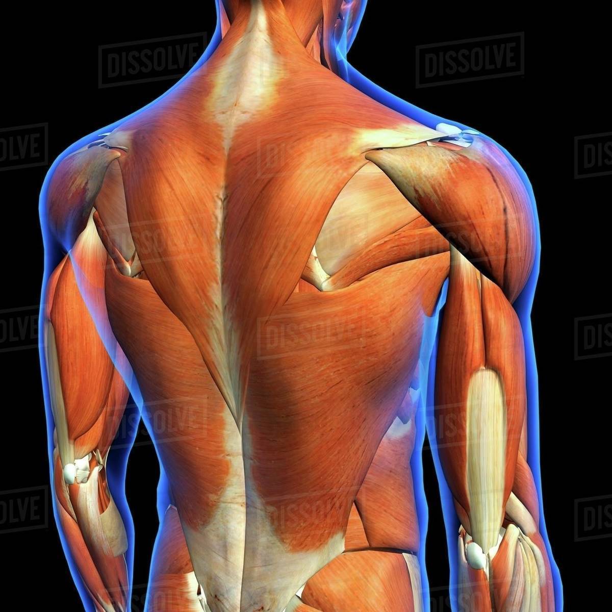 Rear View of Male upper back muscles anatomy in blue X-Ray outline ...