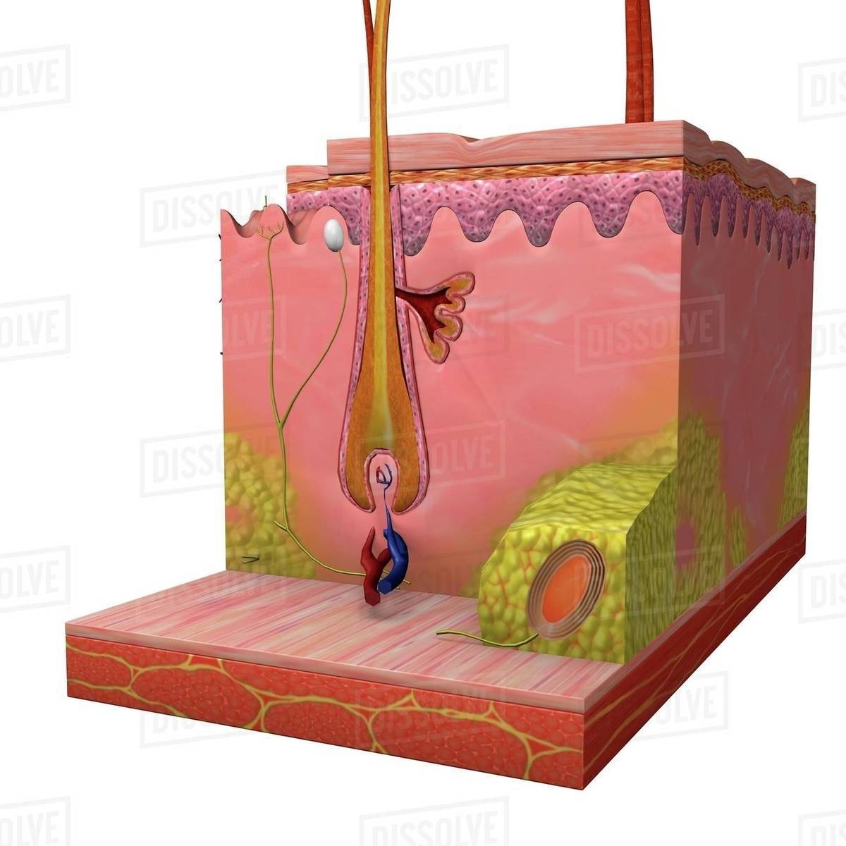 Medical illustration of human skin in cross section - Royalty-free ...