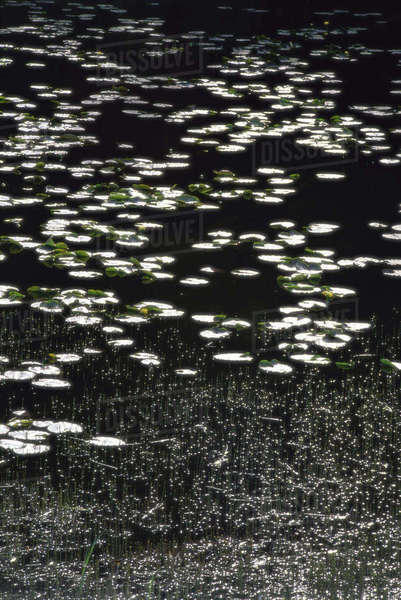 Lilies floating on the surface of water, Alaska, USA - Stock Photo ...