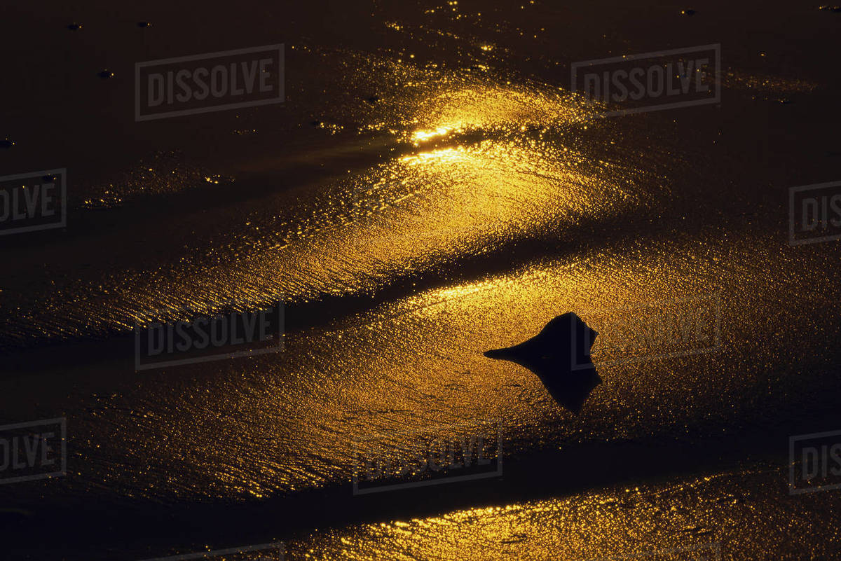 Silhouette of a conch shell on the beach - Royalty-free Stock Photo ...