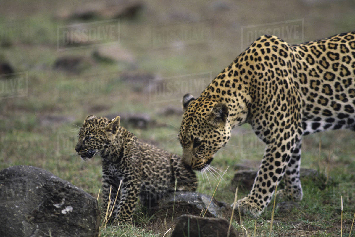Adult leopards nudging leopard cub, Masai Mara Game Reserve, Kenya ...