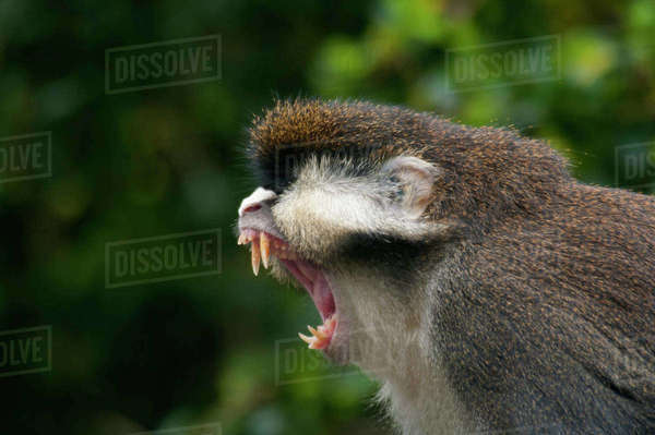 Spot-nosed guenon (cercopithecus ascanius) - Royalty-free Stock Photo ...