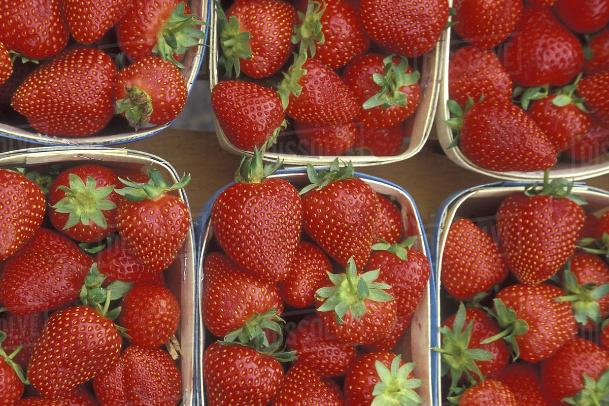 Close-up of a large group of strawberries - Stock Photo - Dissolve
