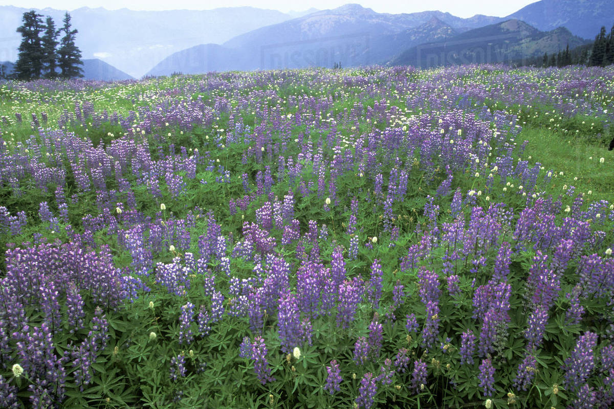 Lupines in a field, Olympic National Park, Washington State, USA ...