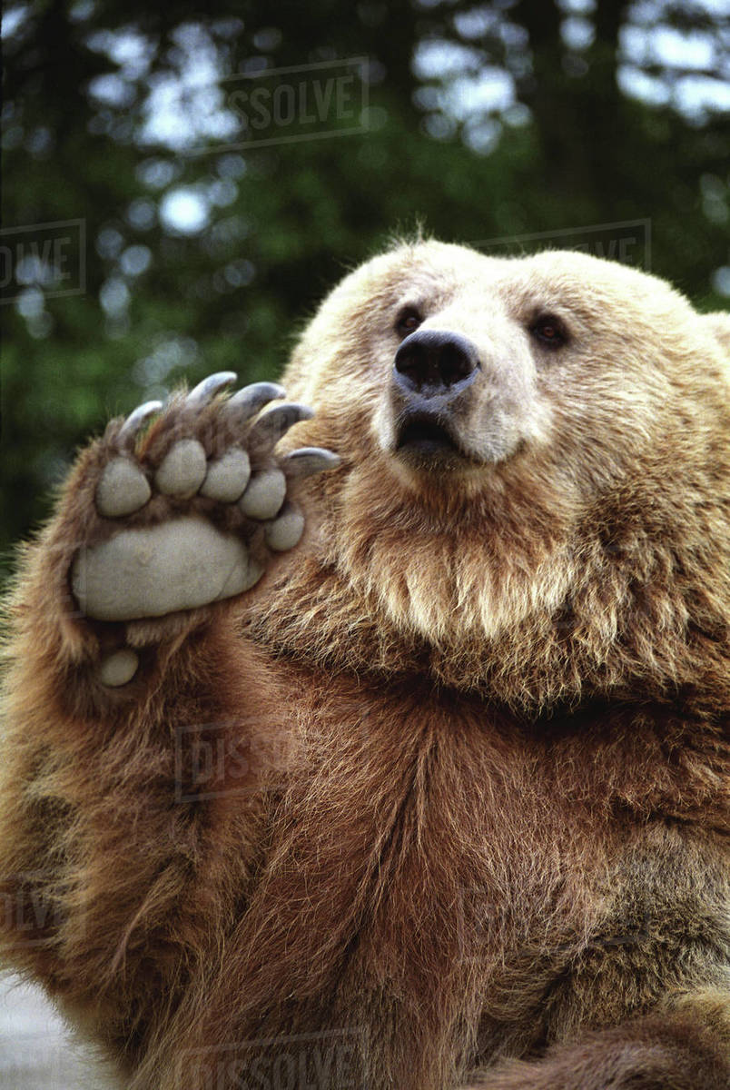 Close-up of a Brown Bear's paw - Royalty-free Stock Photo | Dissolve