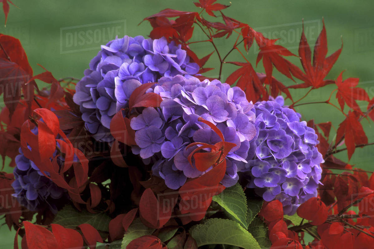 Close-up of hydrangeas - Stock Photo - Dissolve