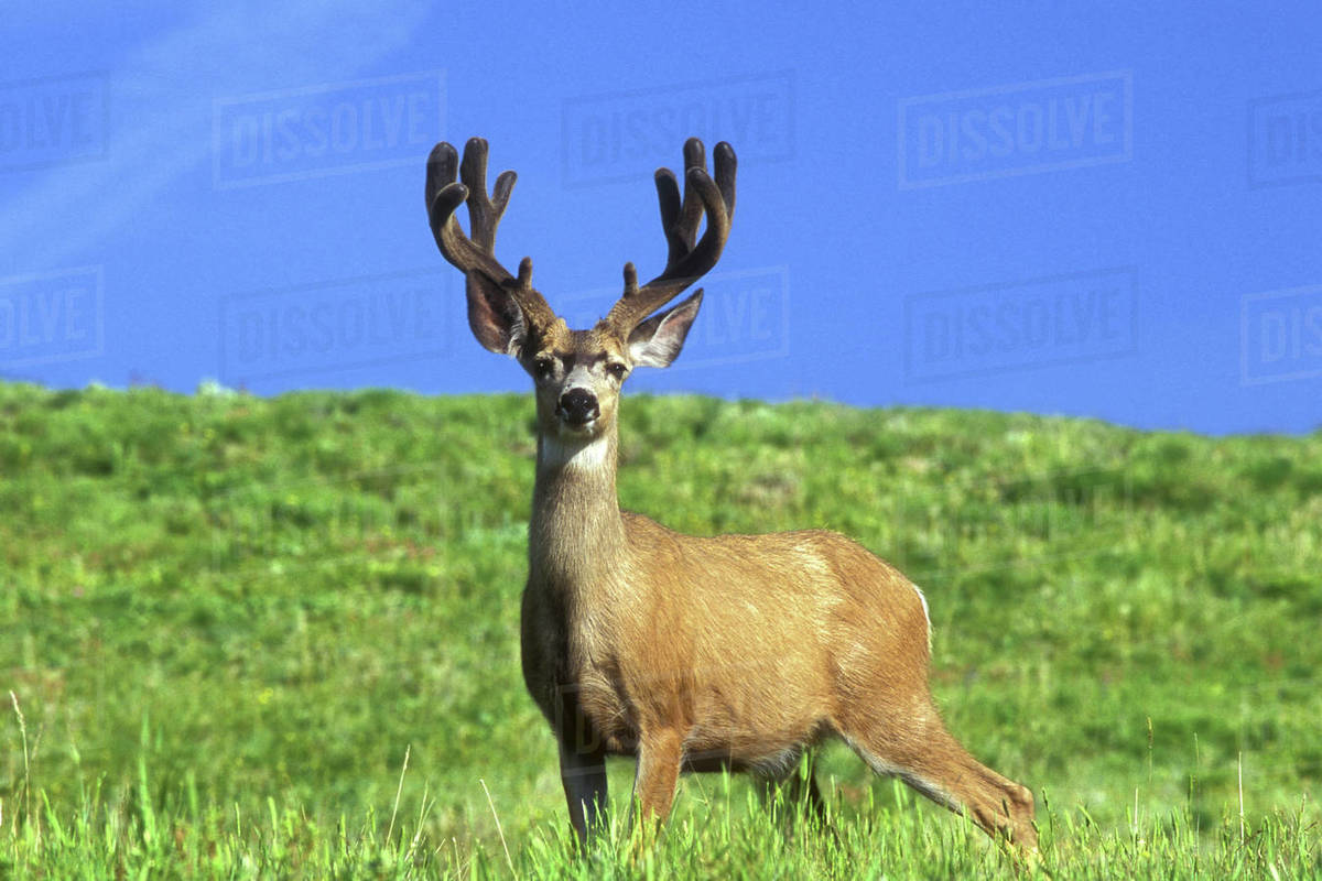 Buck Deer in a landscape - Royalty-free Stock Photo | Dissolve