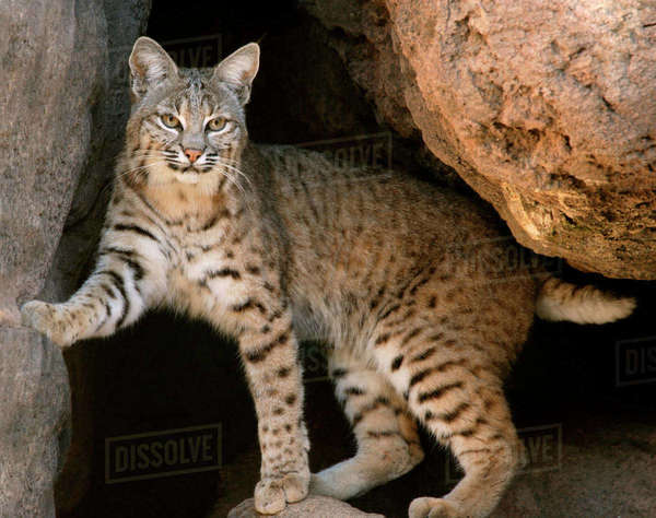 Close-up of a bobcat standing at the entrance of a cave - Royalty-free ...