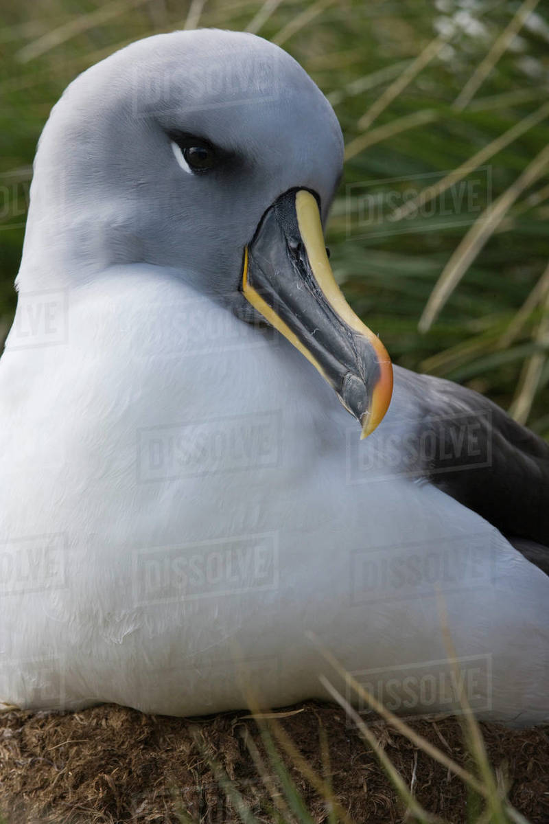 Close-up of a Grey-Headed albatross (Thalassarche chrysostoma), Elsehul ...